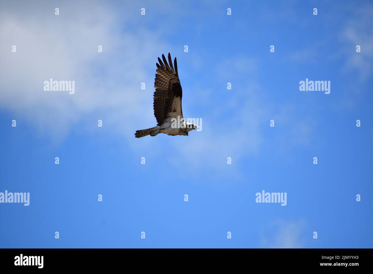 Beautiful flying osprey bird with feathered wings stretched out in ...