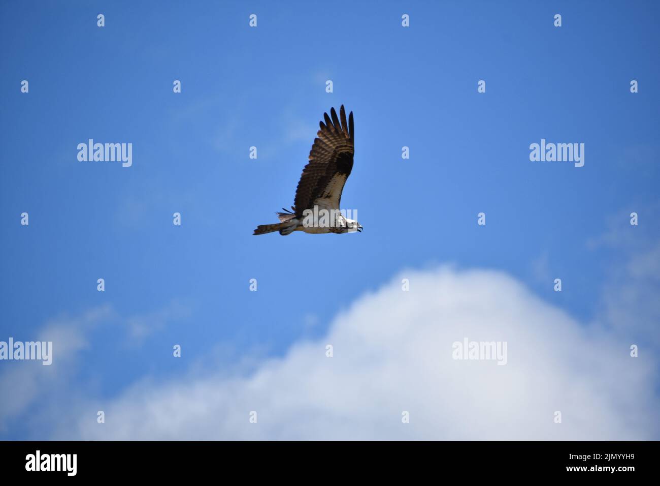 Osprey bird with wings outstretched and spread in flight in the summer ...