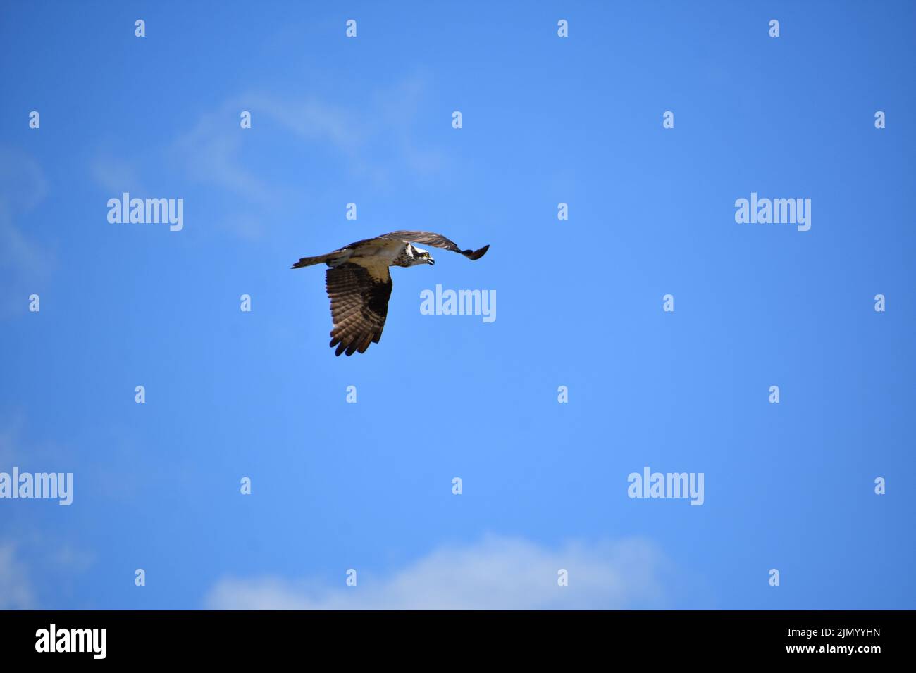 Rare osprey bird in flight in blue skies with small clouds Stock Photo ...