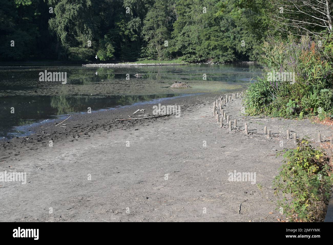 The effects of drought on a Pond in Reigate, Surrey during the hot ...