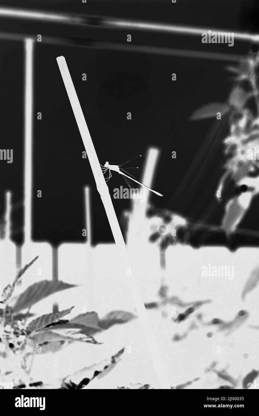 Single wild dragonfly bug resting on a pole in the summer meadow in ...