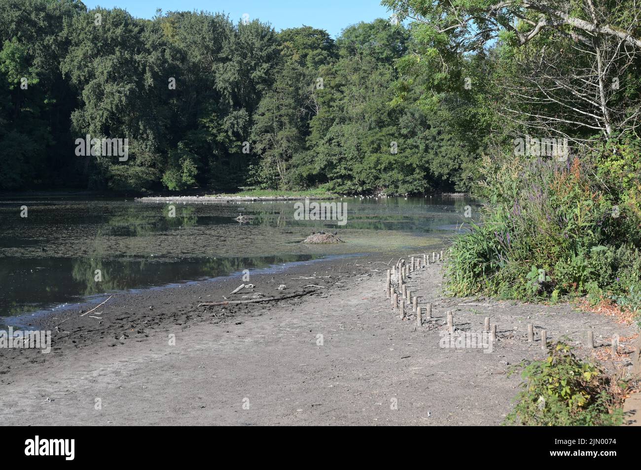The effects of drought on a Pond in Reigate, Surrey during the hot ...