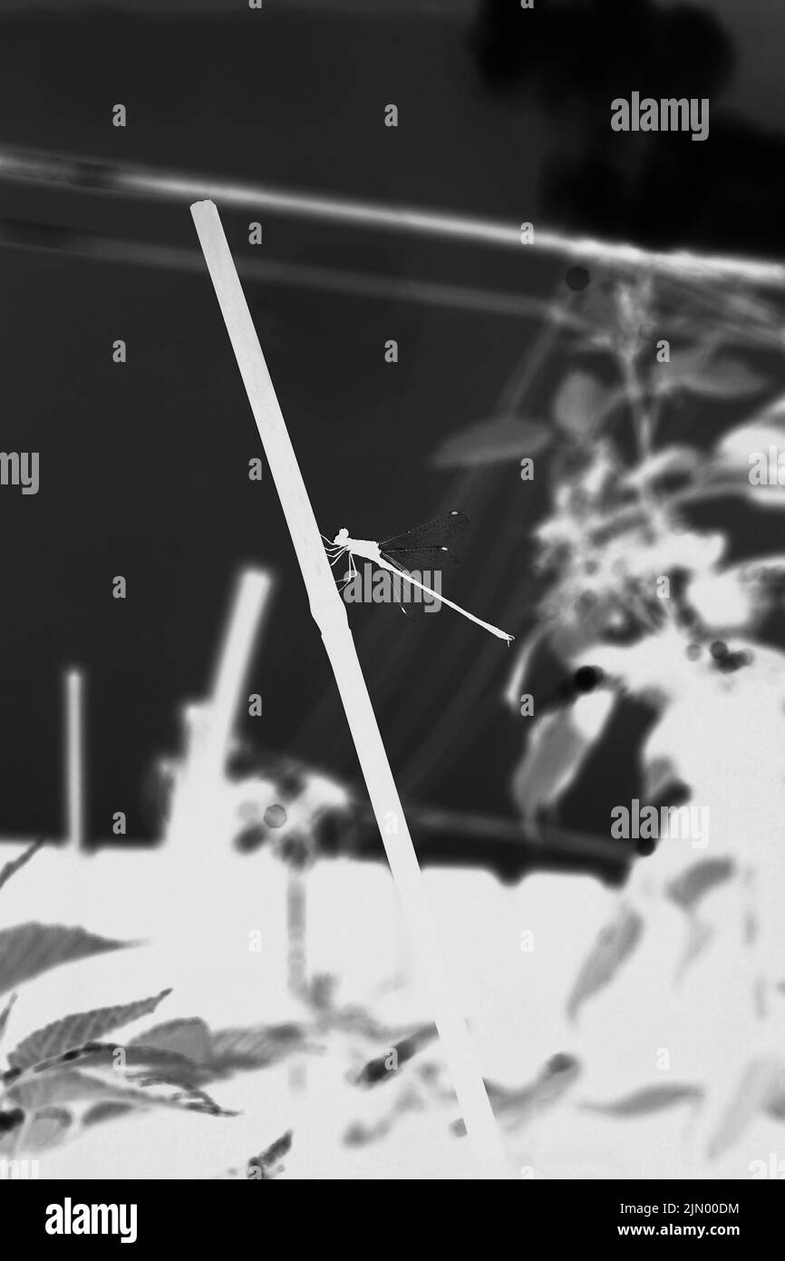 Single wild dragonfly bug resting on a pole in the summer meadow in ...