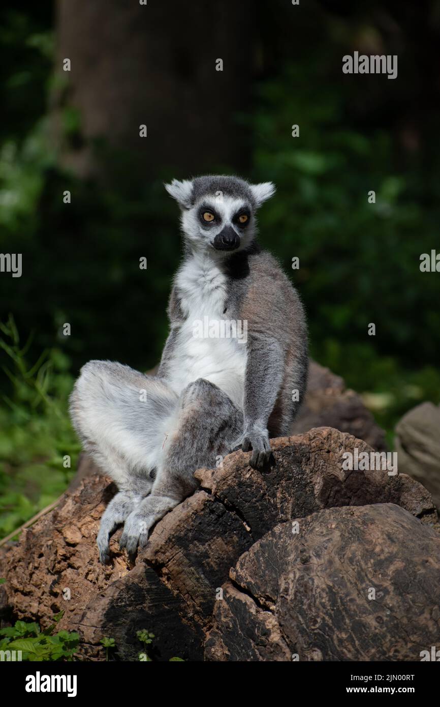 Ring-tailed lemur (Lemur catta) sitting in the sun on a tree trunk ...