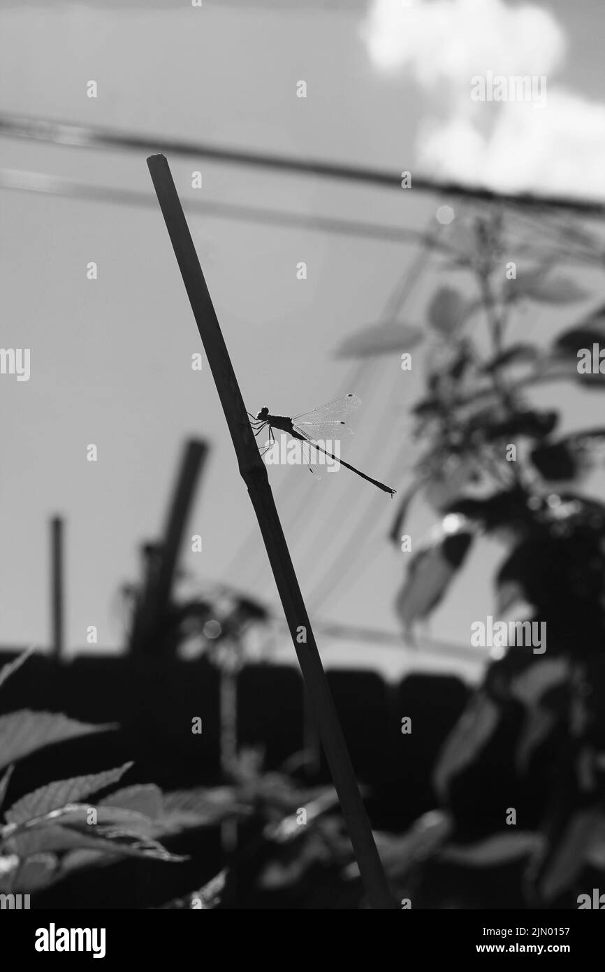 Single wild dragonfly bug resting on a pole in the summer meadow in ...