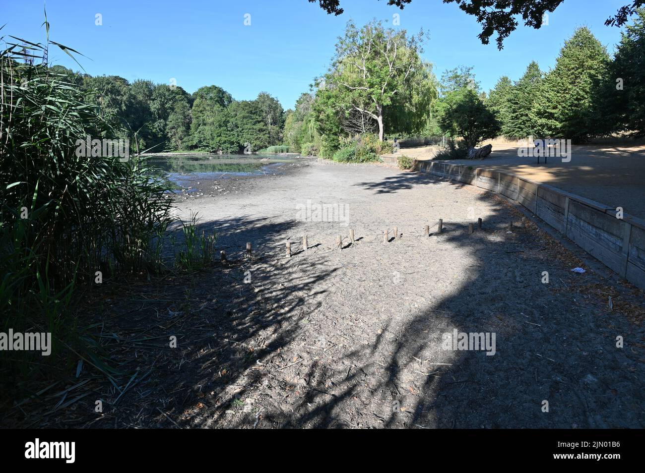The effects of drought on a Pond in Reigate, Surrey during the hot ...