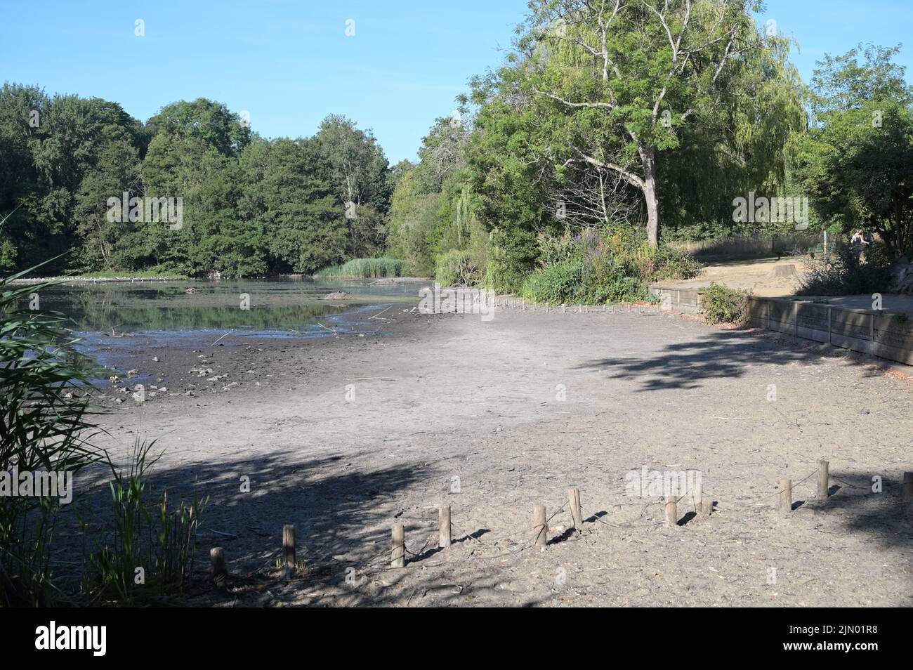 The effects of drought on a Pond in Reigate, Surrey during the hot ...