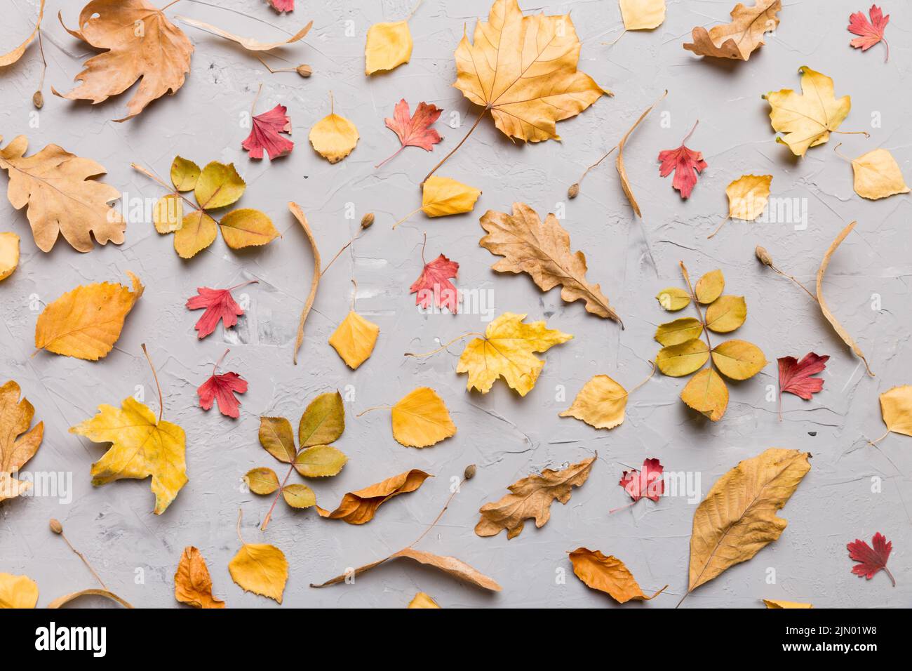 Autumn composition. Pattern made of dried leaves and other design ...