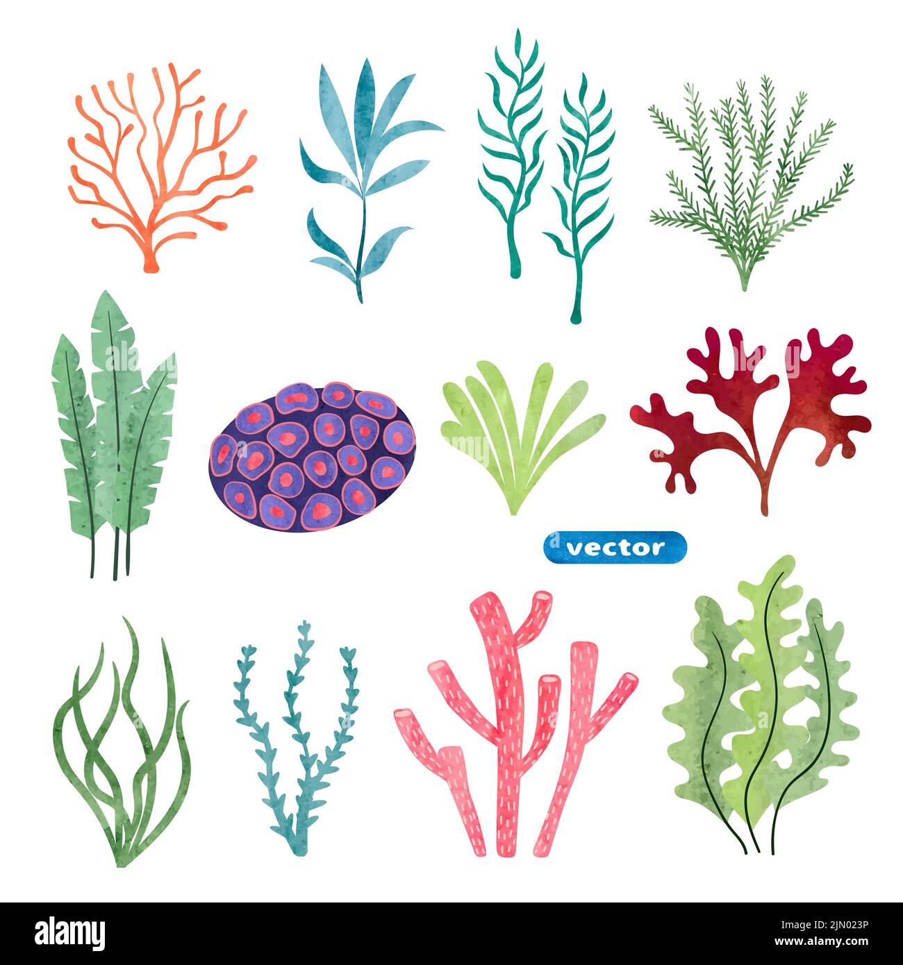 Set of seaweed and corals isolated on white background. Underwater ...