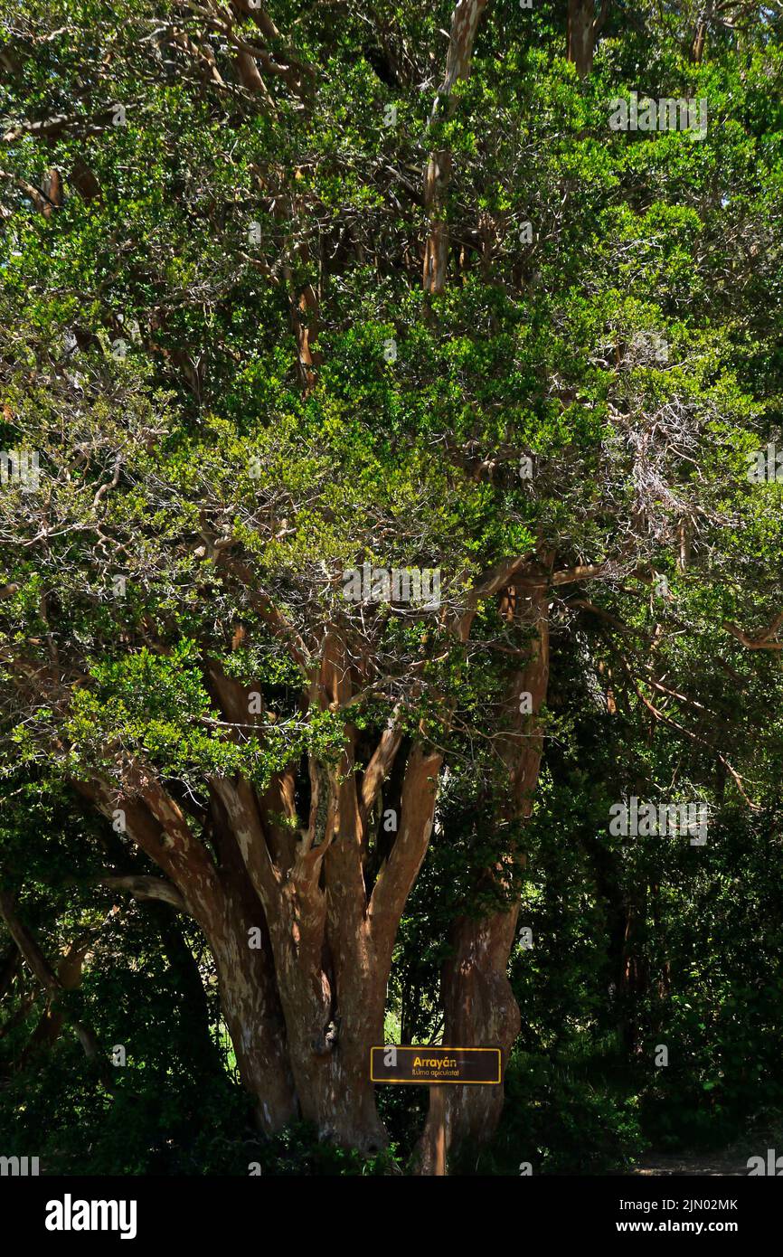 Luma apiculata hi-res stock photography and images - Alamy