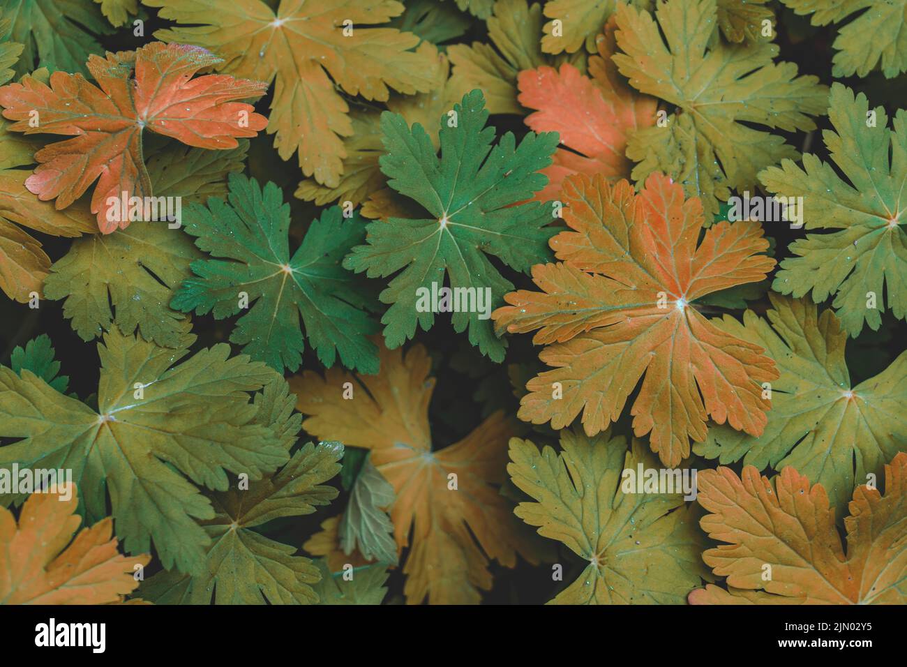 Geraniums leaves pattern background, Natural fall background and ...