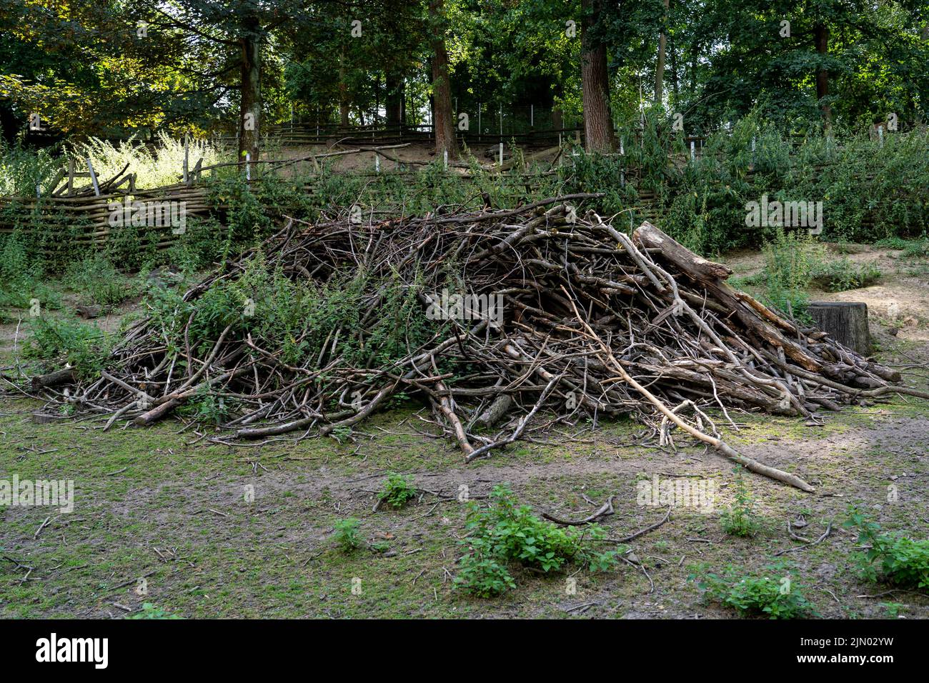 Firewood, branches of wood collected for large fire Stock Photo - Alamy