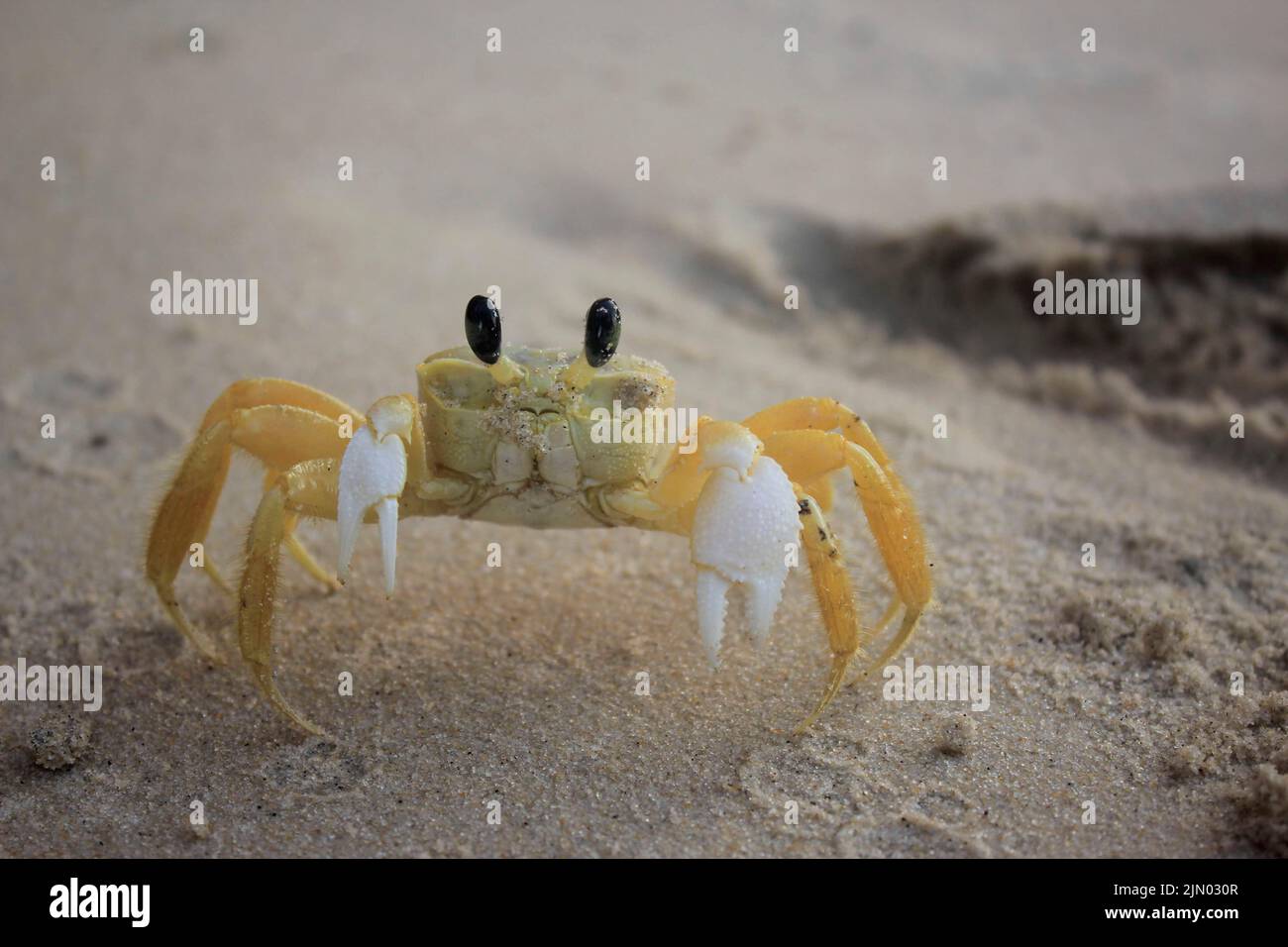 A closeup of a cute crab on the beach Stock Photo - Alamy
