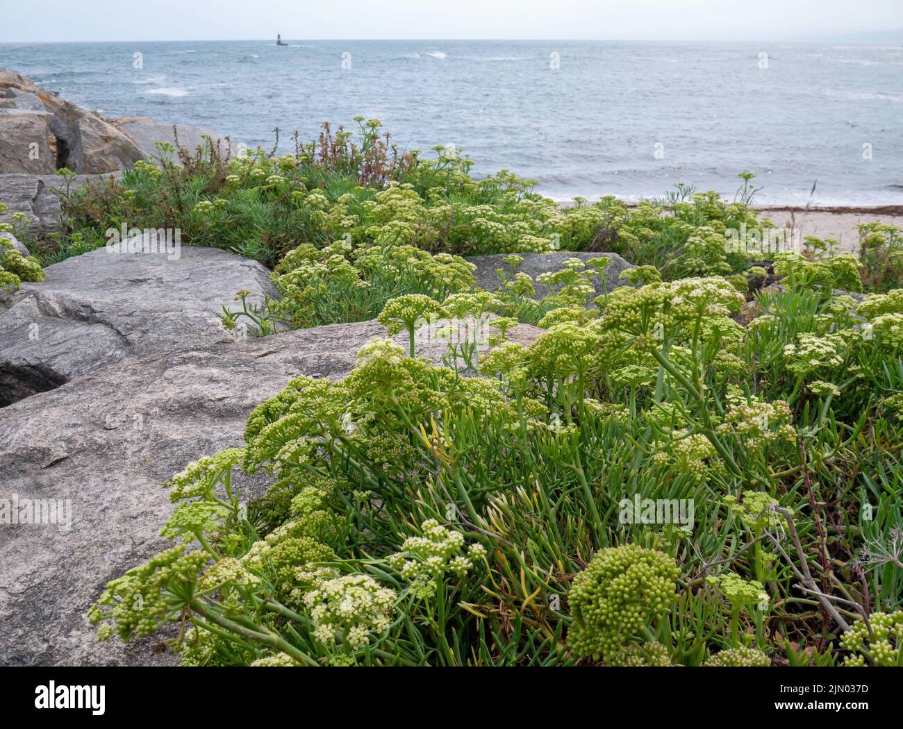 Crithmum maritimum, rock samphire or sea fennel or samphire flowering ...