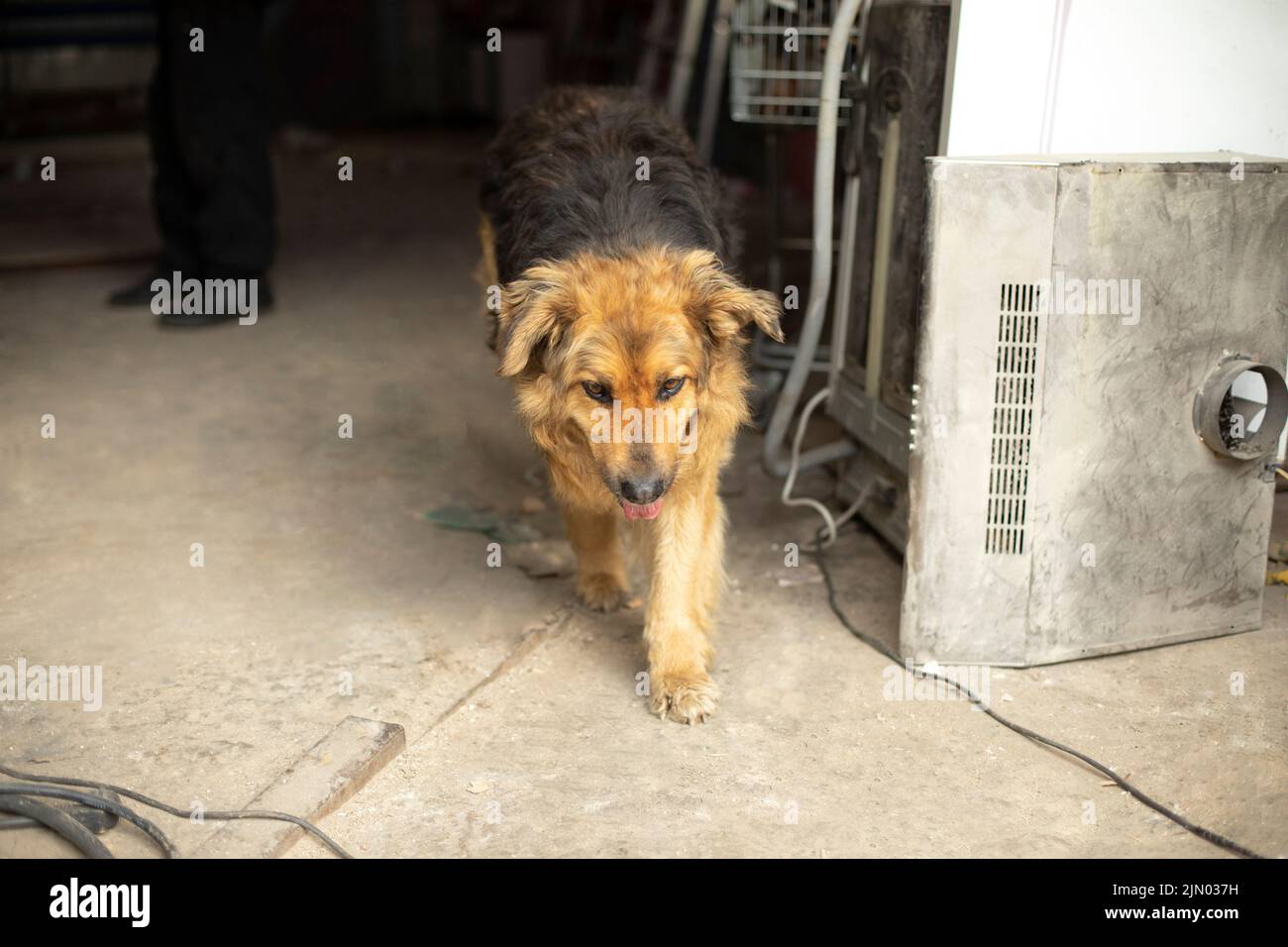 Mixed breed dog. Pet on street. Dog with wool. Stray animal Stock Photo ...