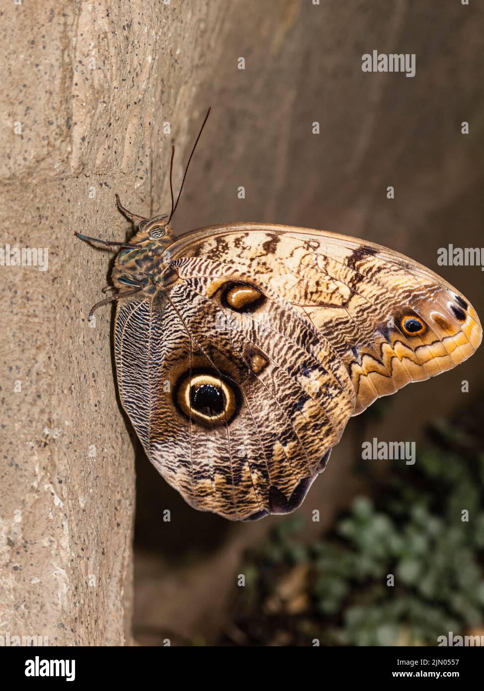 Butterfly exhibition hi-res stock photography and images - Alamy