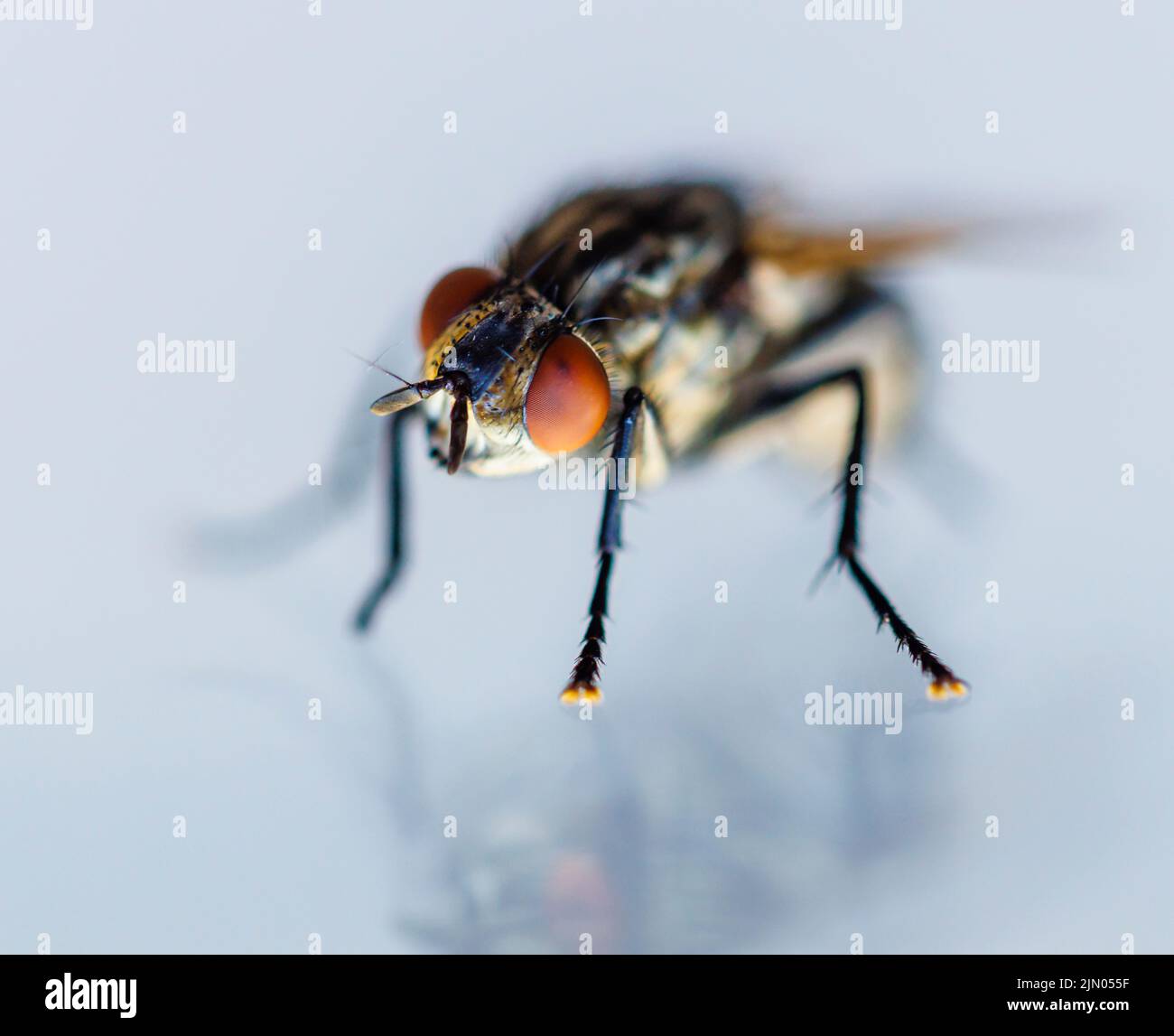 Macro anterior view of a housefly (Musca domestica) with a large orange ...