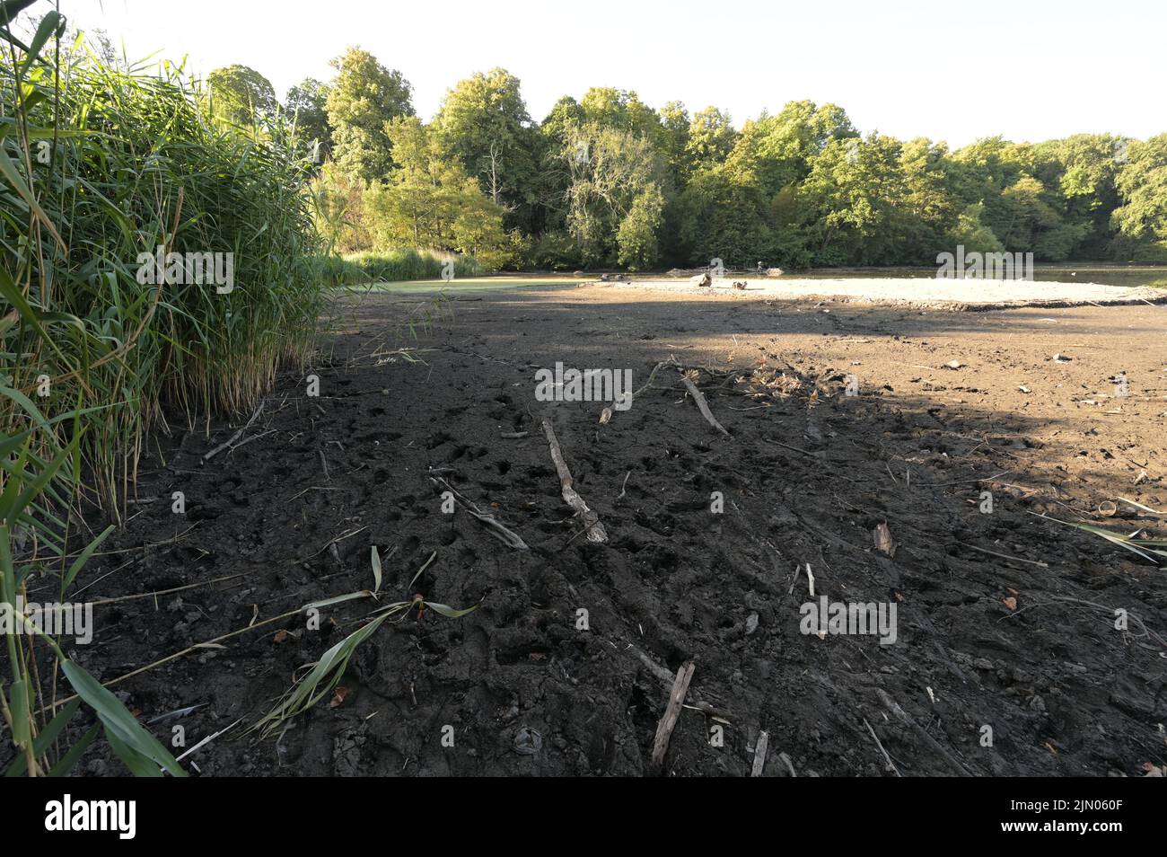 The effects of drought on a Pond in Reigate, Surrey during the hot ...