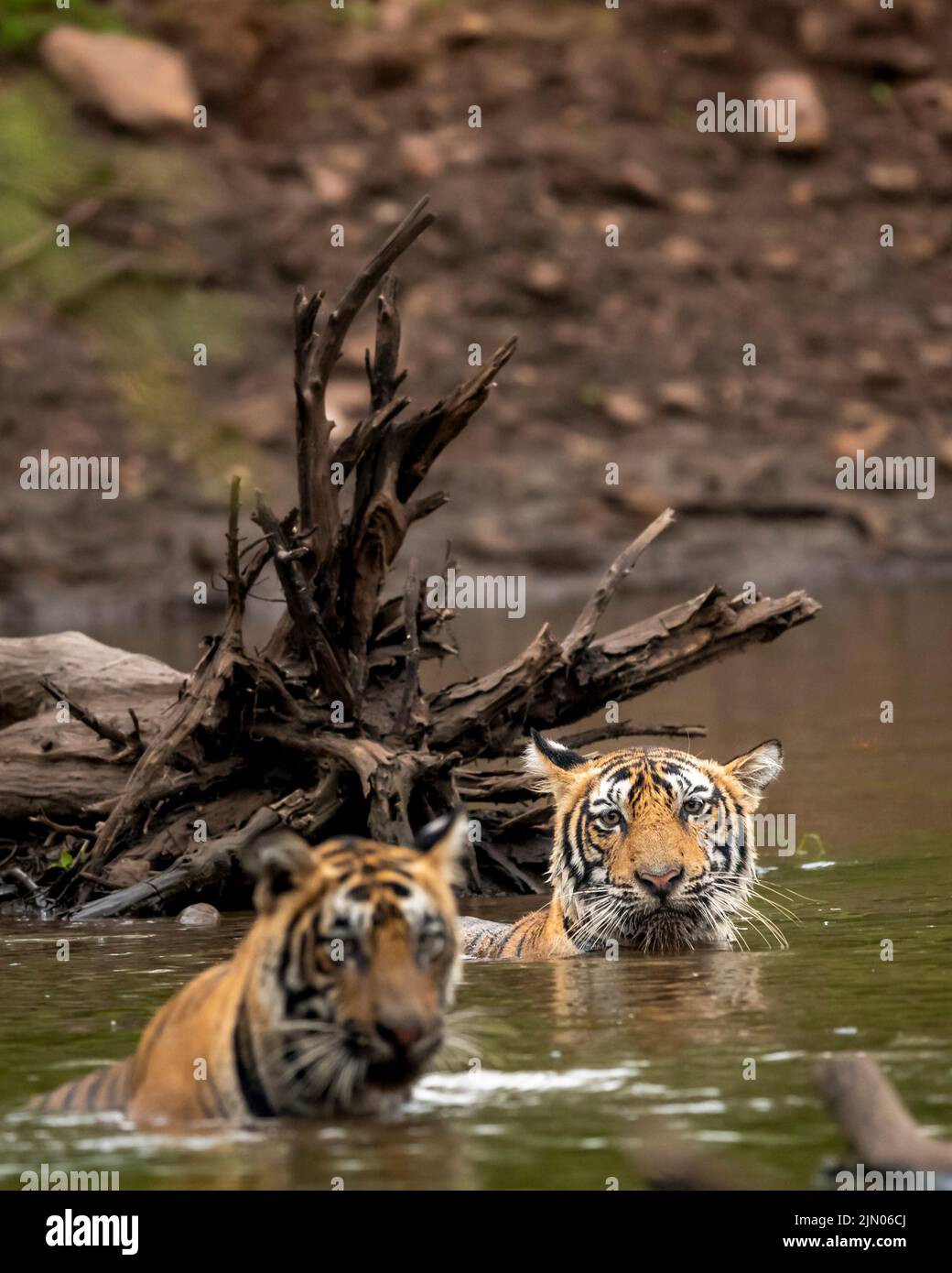 Two wild adult male bengal tiger enjoying in natural water source in ...