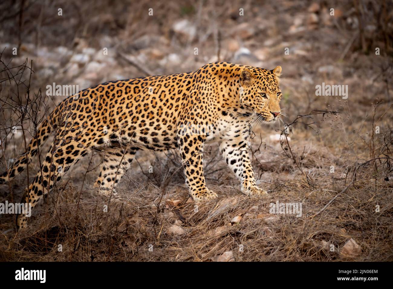 indian wild male leopard or panther side profile closeup walking or ...