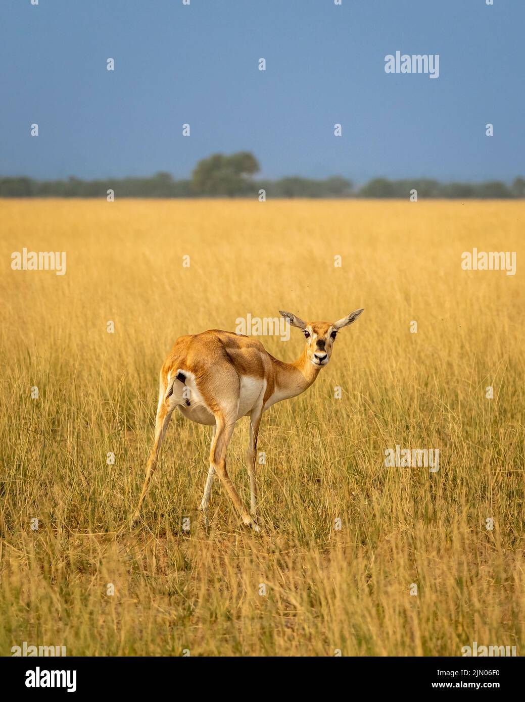wild female blackbuck or antilope cervicapra or indian antelope turn ...