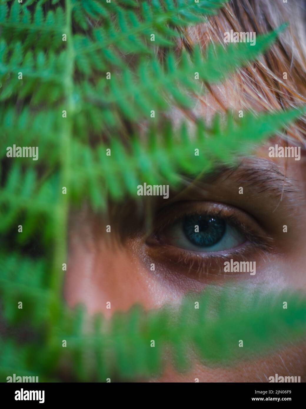 A vertical shot of a blue eye looking at the camera through the fern ...