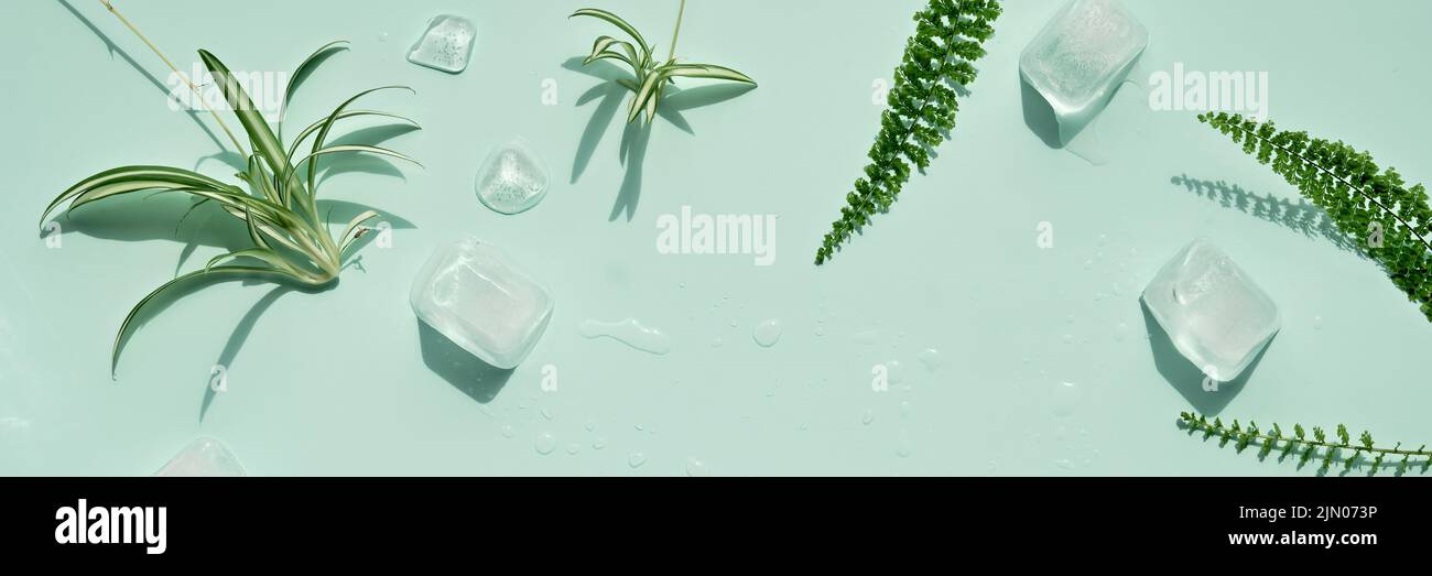 Summer mint green background with cold frozen ice cubes and leaves of ...