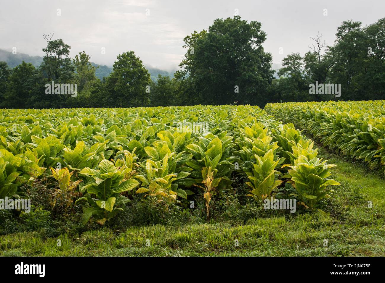 Kentucky landscape hills trees hi-res stock photography and images - Alamy