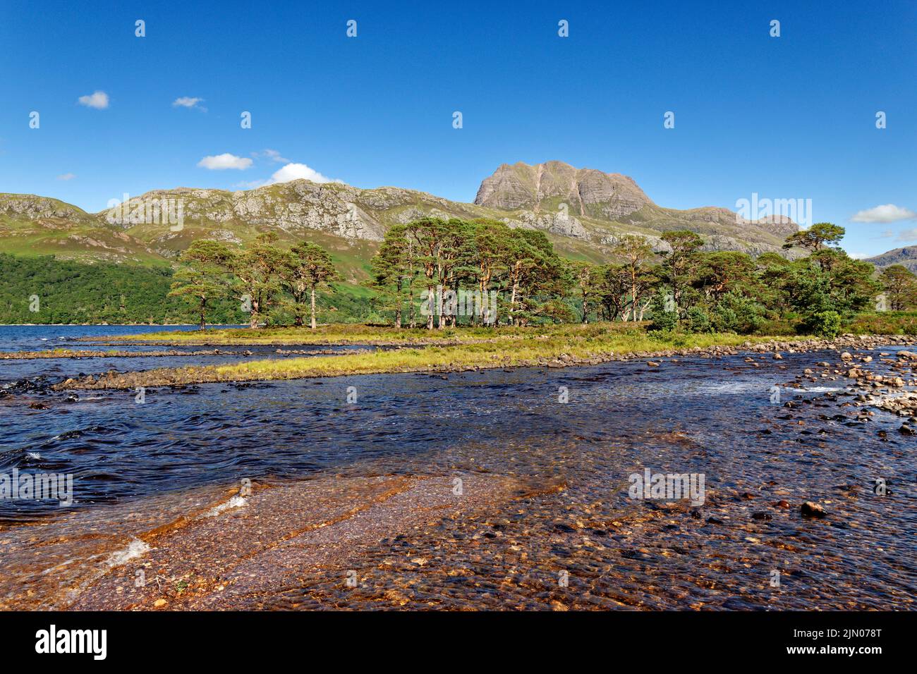 SLIOCH MOUNTAIN WESTER ROSS SCOTLAND IN SUMMER SCOTS PINE TREES Pinus ...