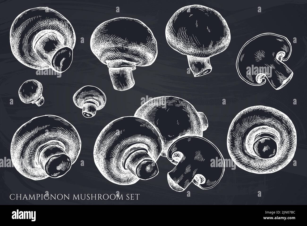 Champignon mushroom illustration drawing hi-res stock photography and ...
