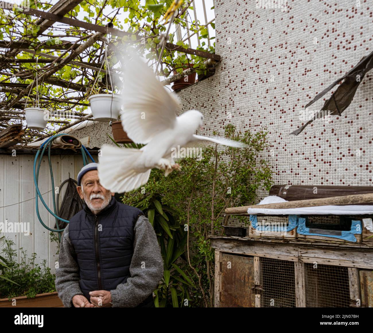 Pigeon keeper man hi-res stock photography and images - Alamy