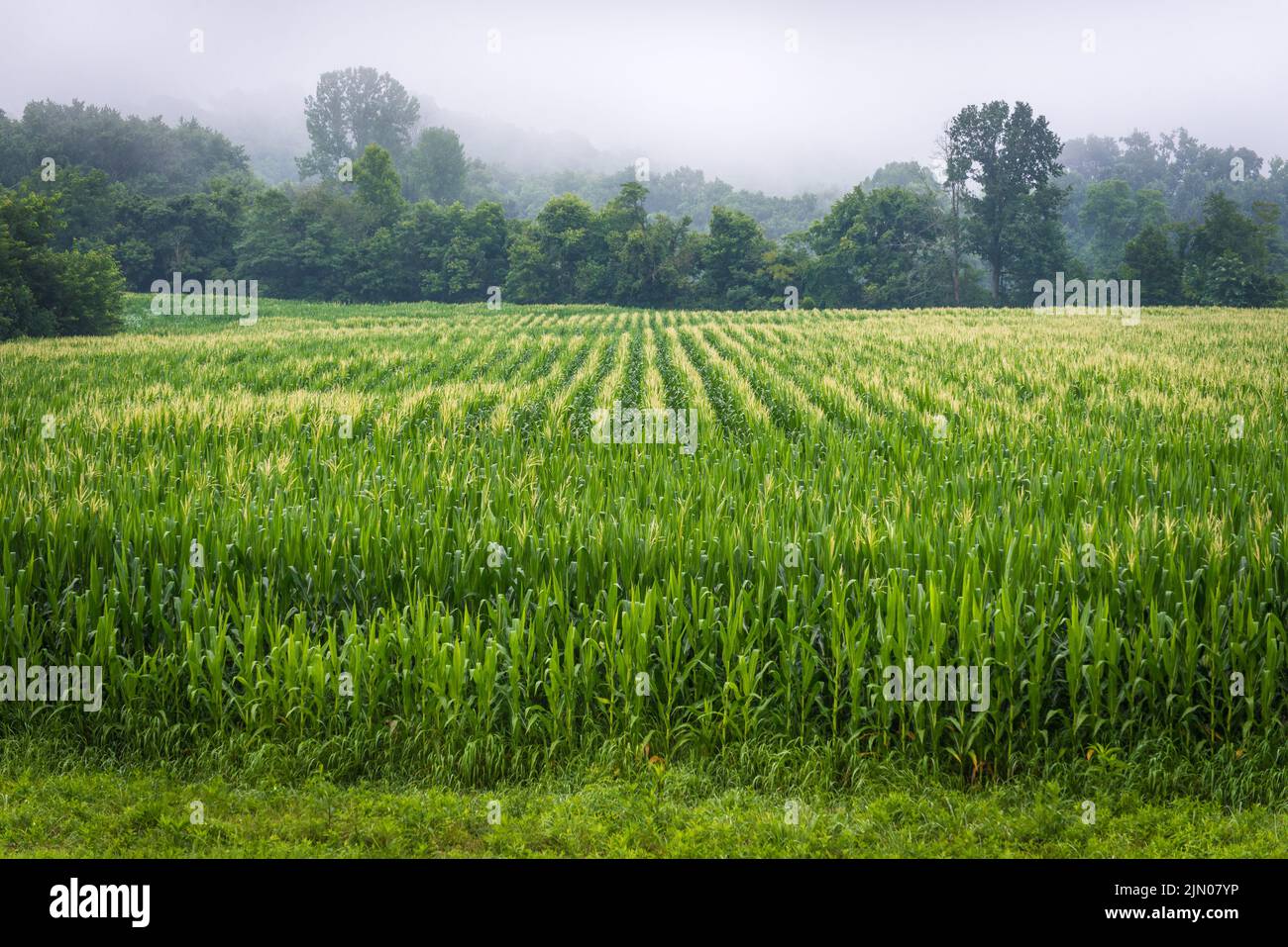 Cornfield corn field hi-res stock photography and images - Alamy