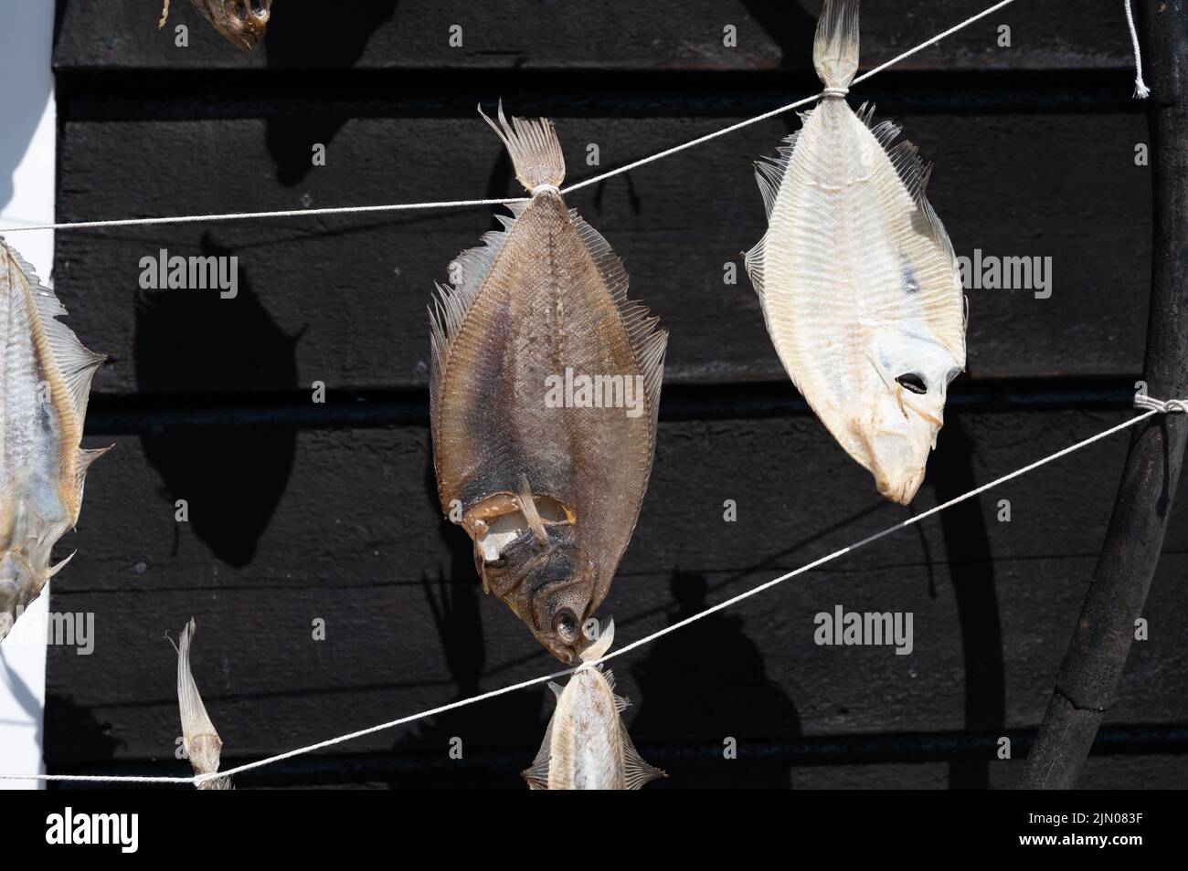 Life is old Dutch fisherman's village, sun-dried flat fish, North ...