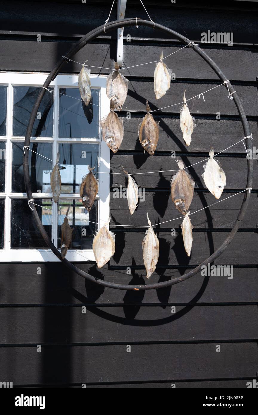 Life is old Dutch fisherman's village, sun-dried flat fish, North ...