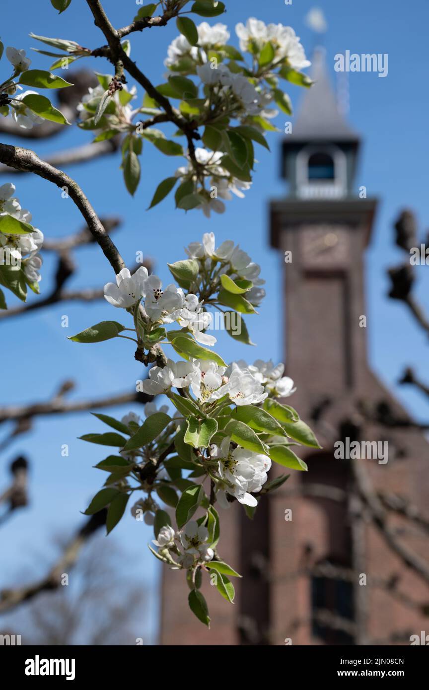 Spring white blossom of pear tree, garden with fruit trees in Betuwe ...