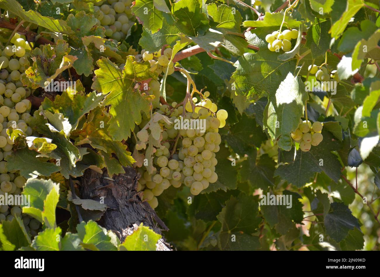 White grape variety Stock Photo - Alamy