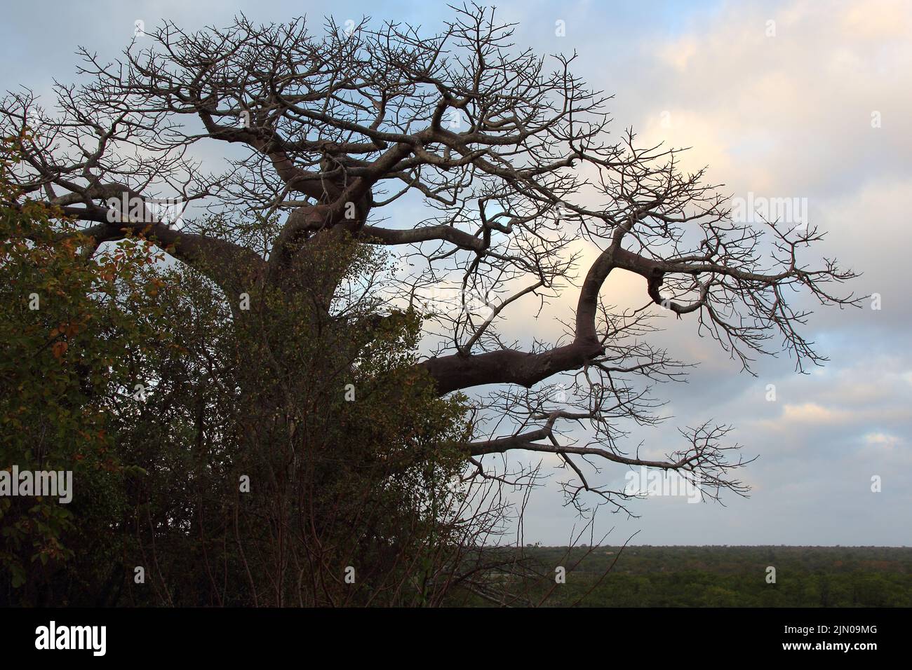 Affenbrotbaum / Baobab / Adansonia digitata Stock Photo - Alamy