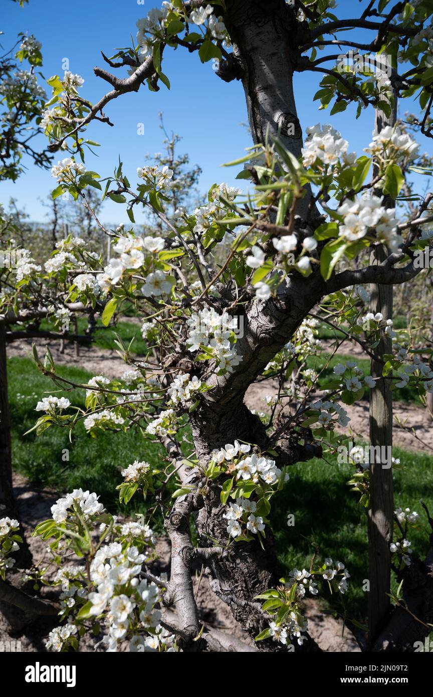 Conference pear tree in flower hi-res stock photography and images - Alamy
