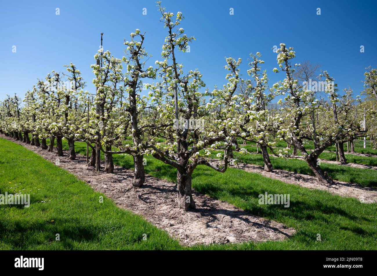 Conference pear tree in flower hi-res stock photography and images - Alamy