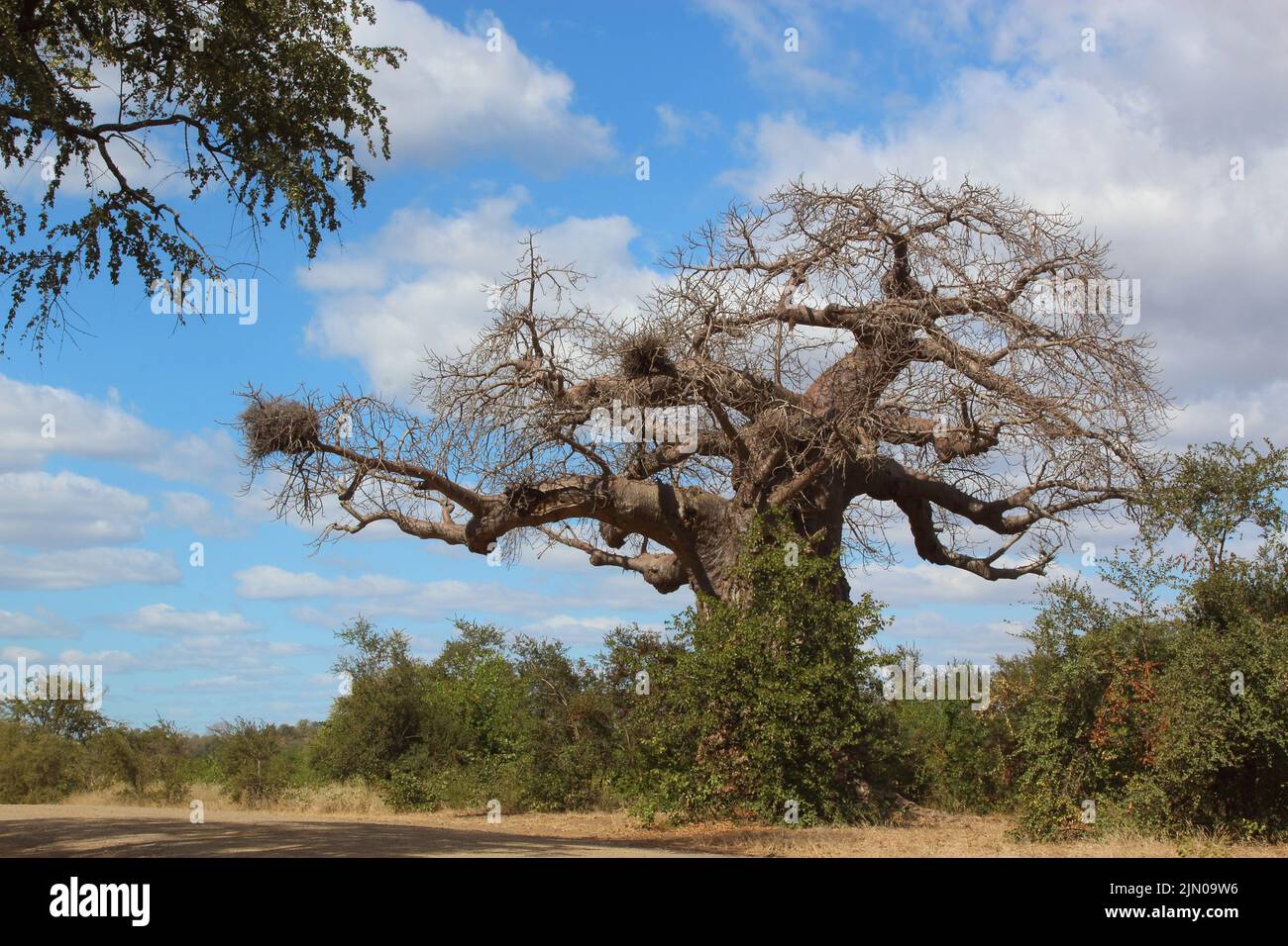 Affenbrotbaum / Baobab / Adansonia digitata Stock Photo - Alamy
