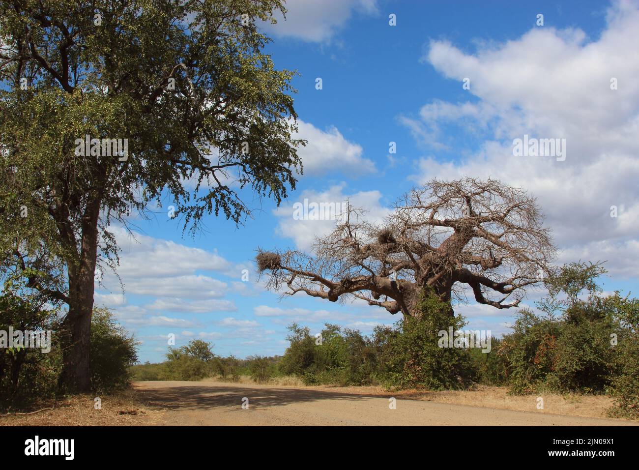 Affenbrotbaum / Baobab / Adansonia digitata Stock Photo - Alamy
