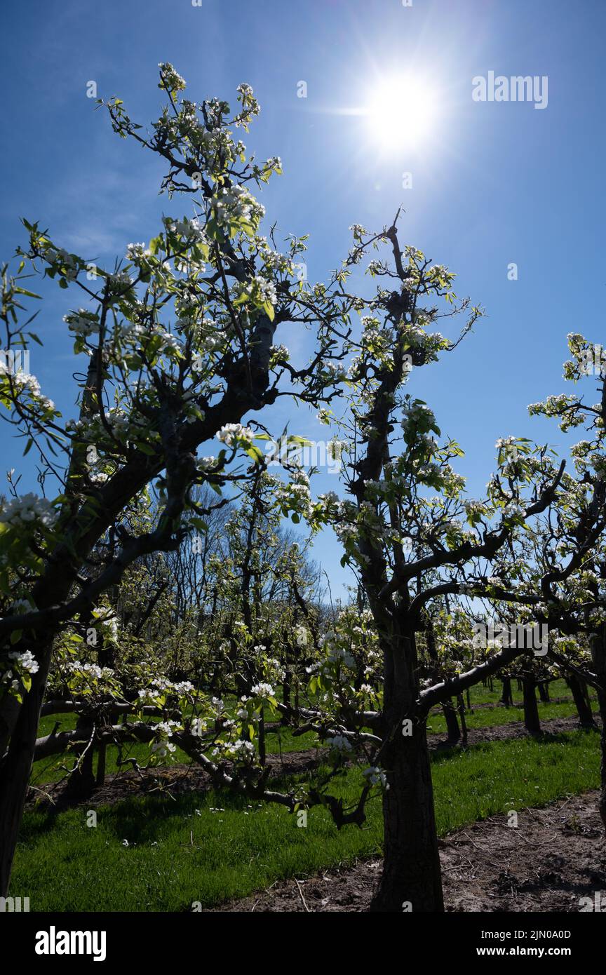 Spring white blossom of pear tree, fruit orchards in Betuwe ...