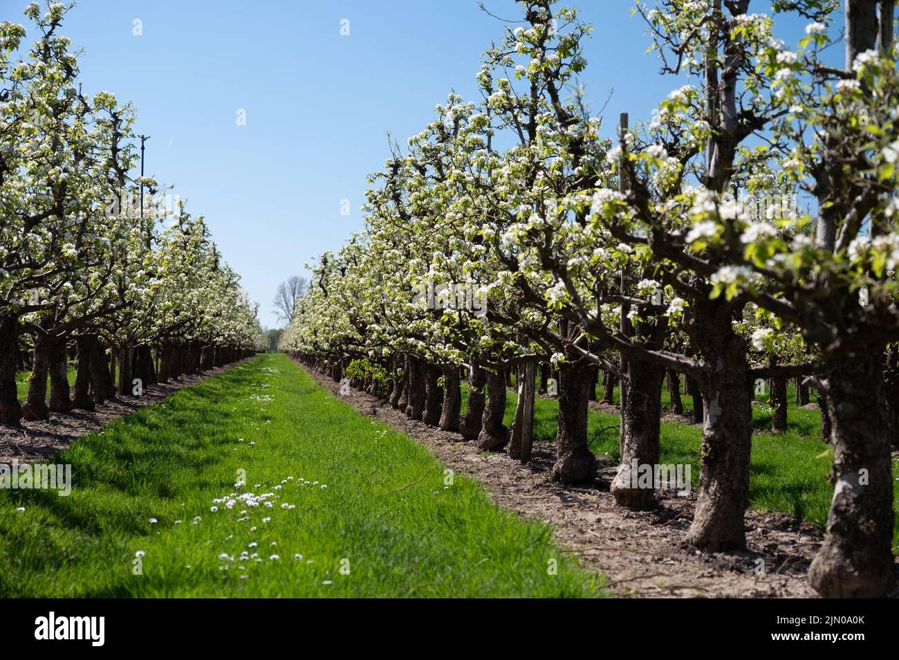 Conference pear tree in flower hi-res stock photography and images - Alamy