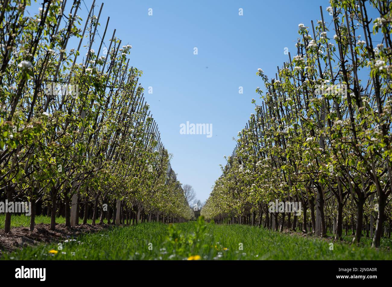 Conference pear tree in flower hi-res stock photography and images - Alamy