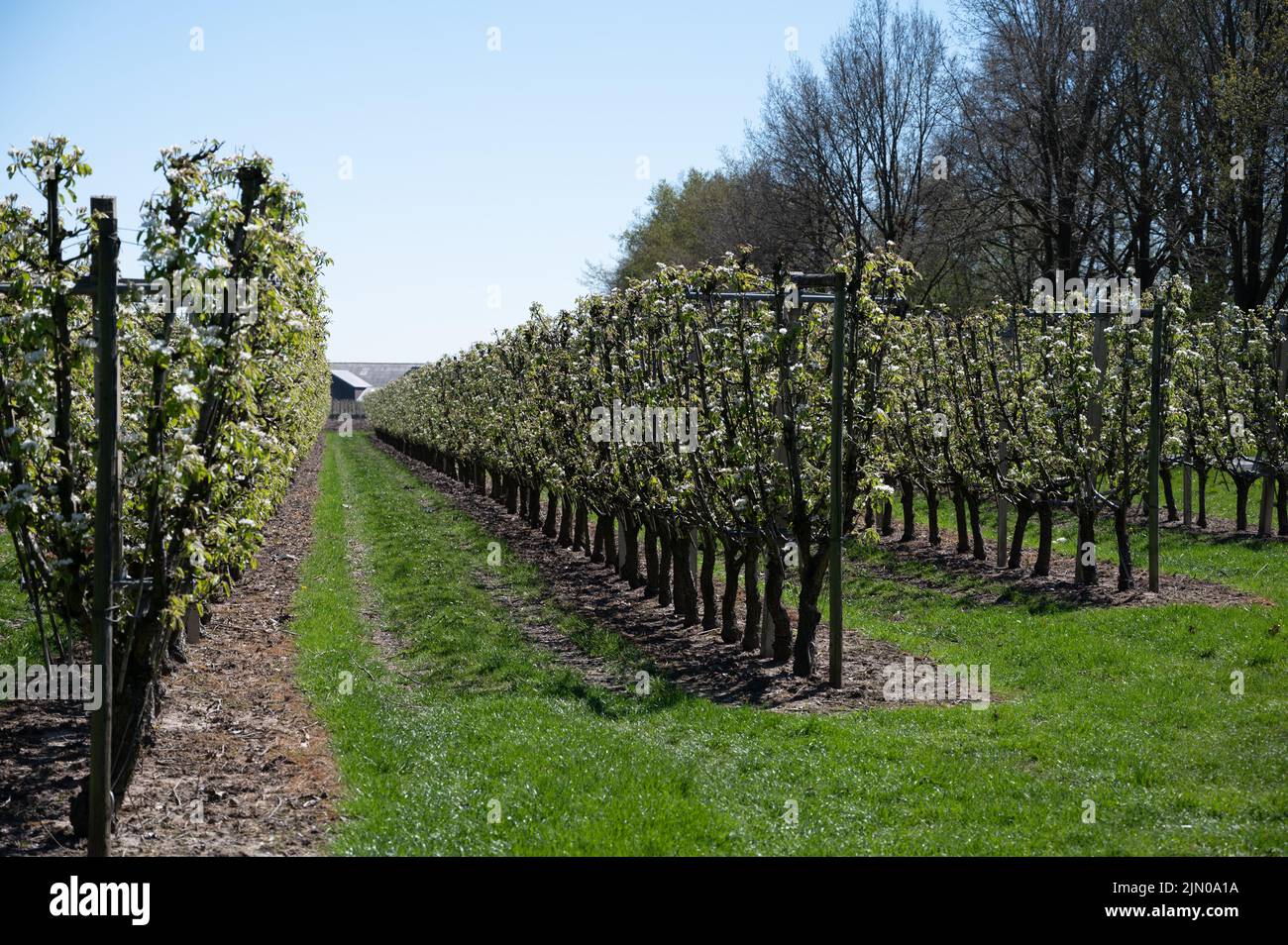 Conference pear tree in flower hi-res stock photography and images - Alamy