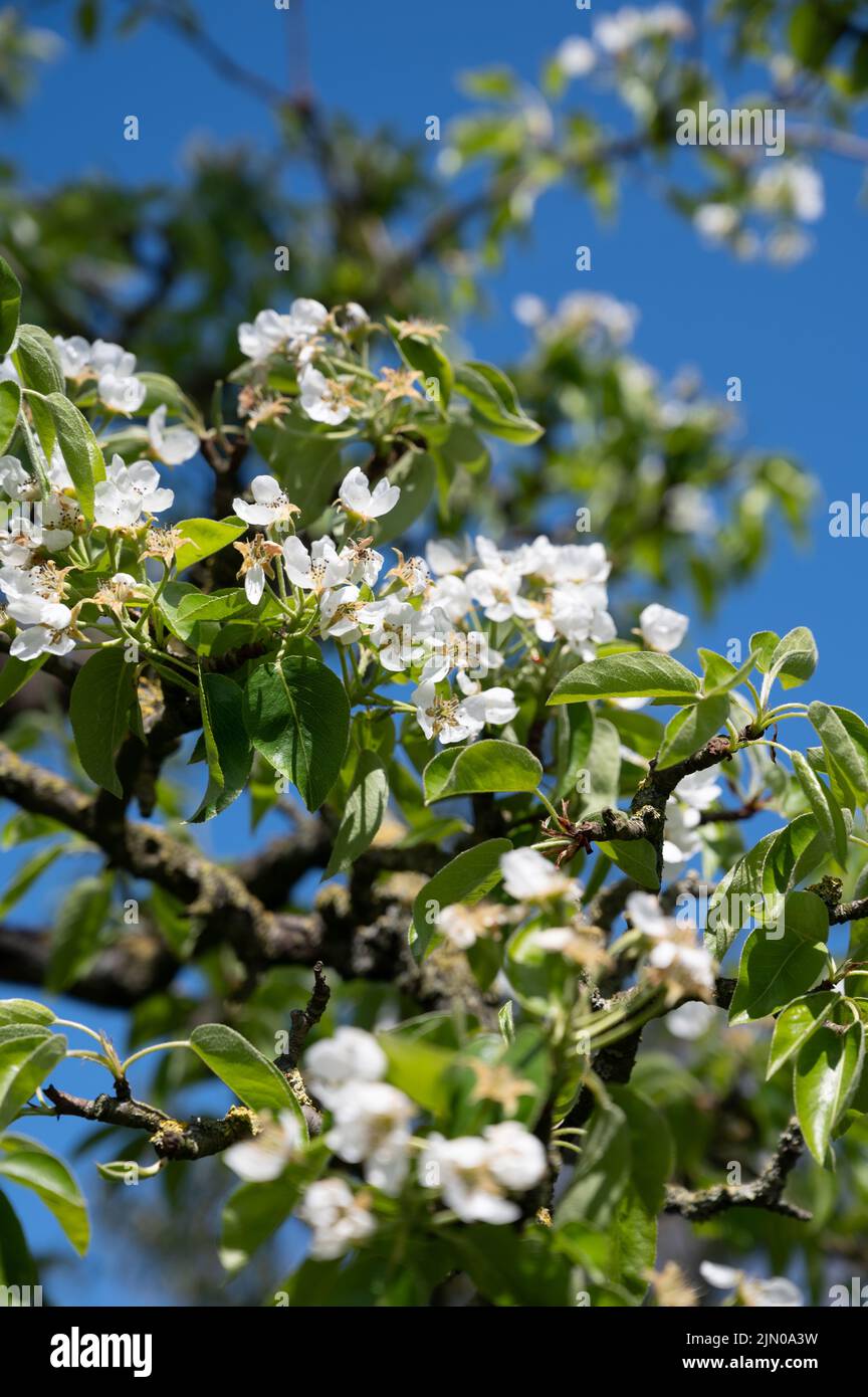 Spring white blossom of pear tree, fruit orchards in Betuwe ...