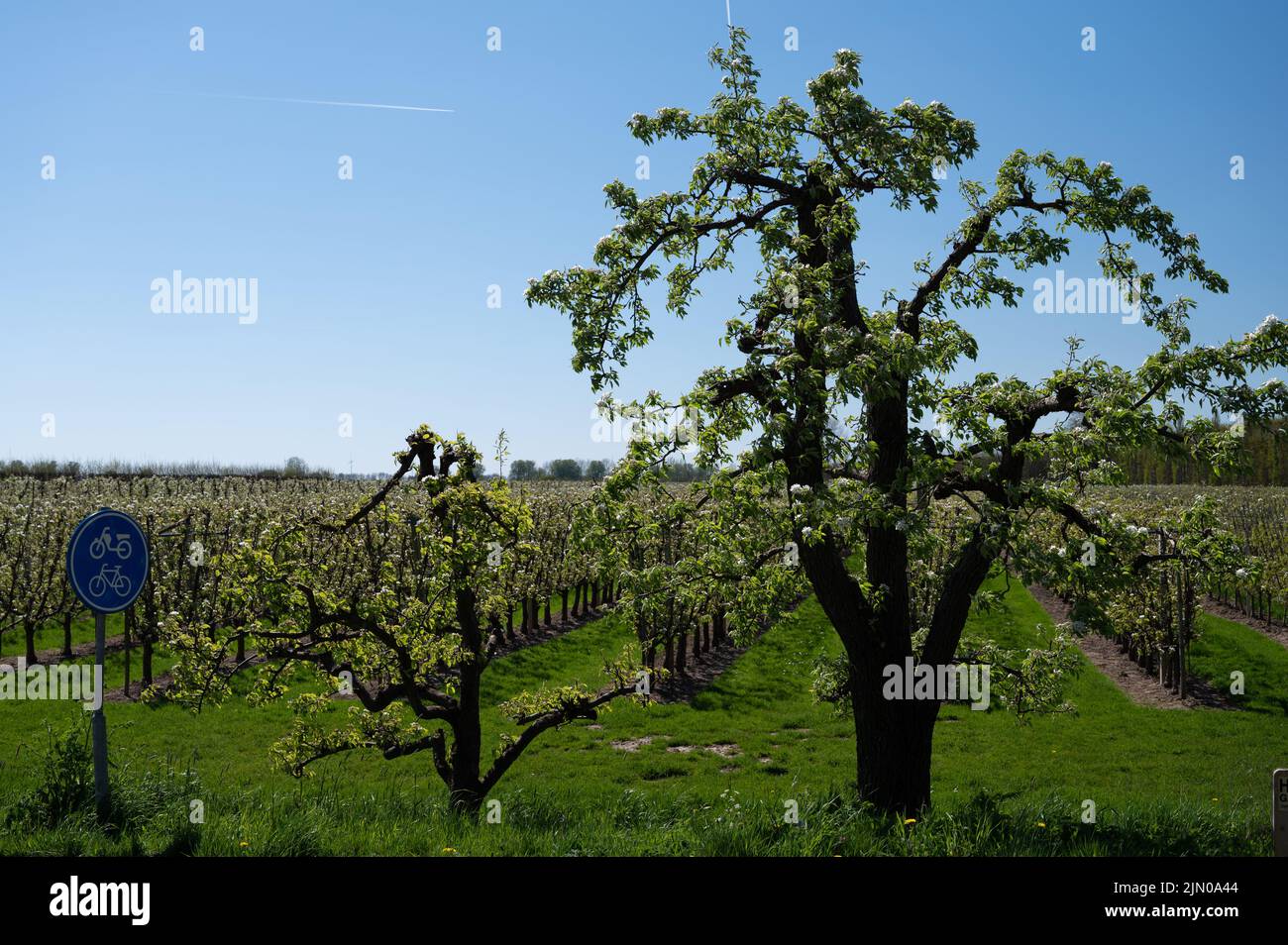 Spring white blossom of pear tree, fruit orchards in Betuwe ...