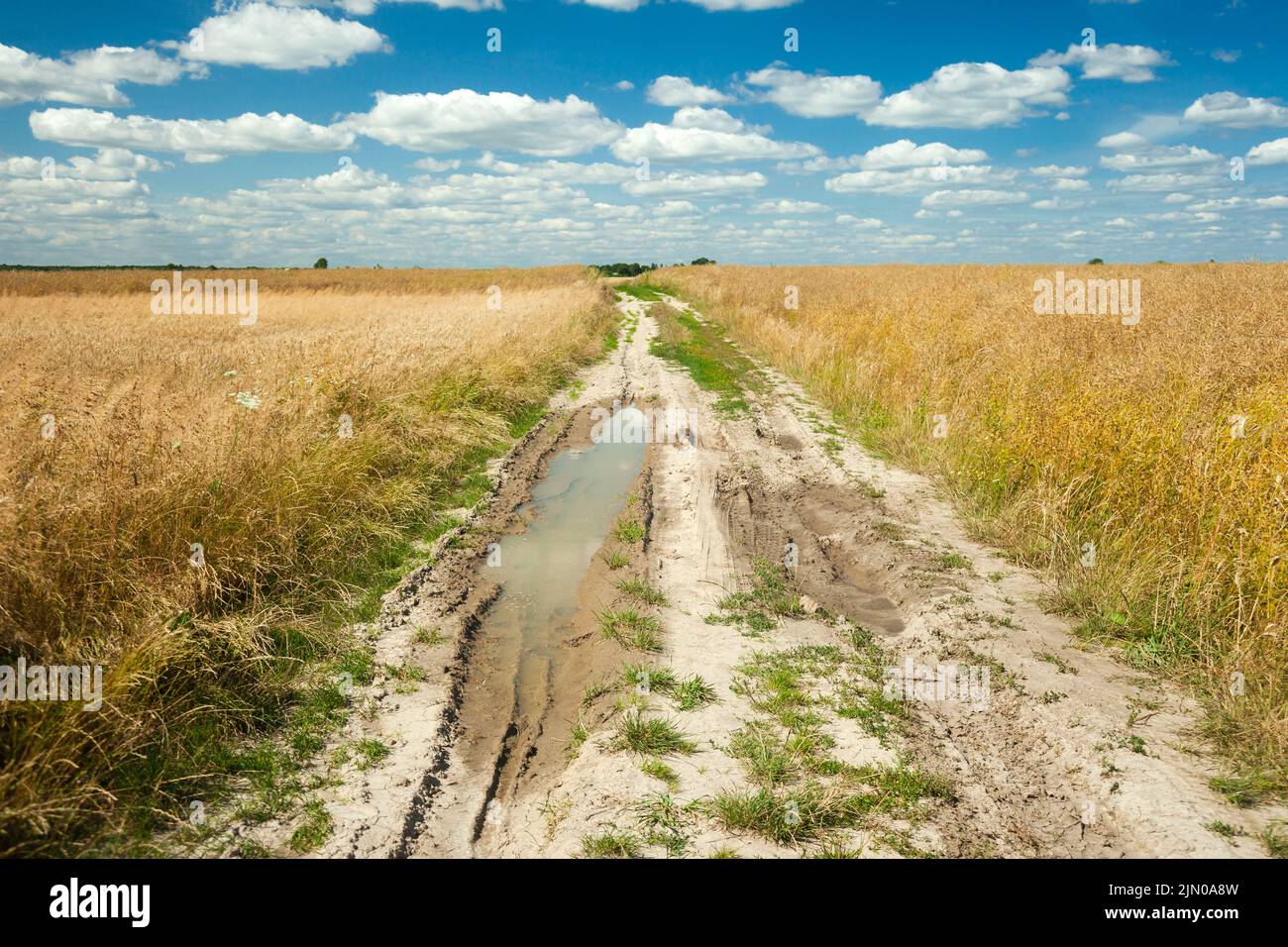Puddle on dirt road through grain field and white clouds at sky, summer ...