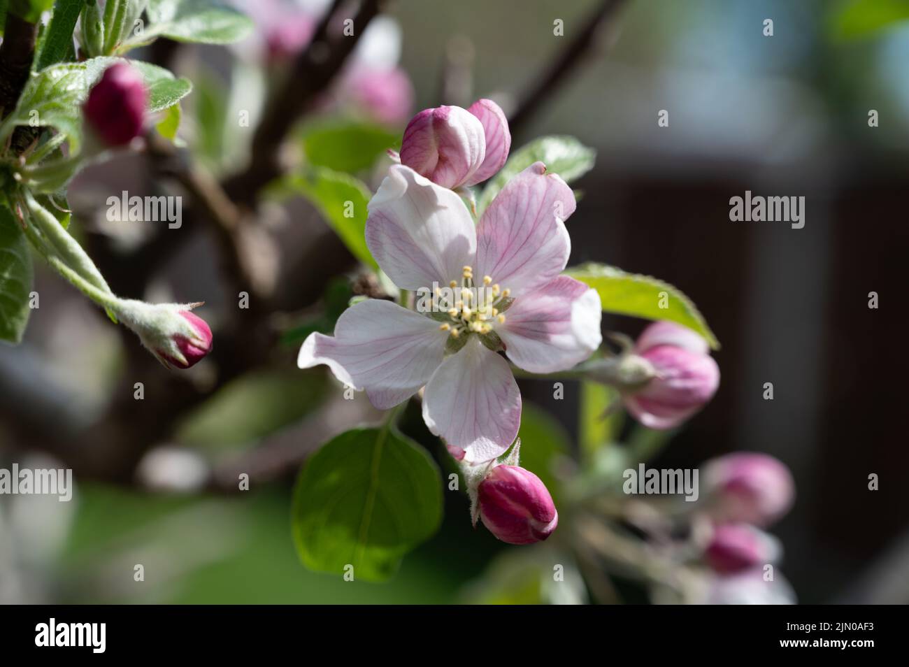 Spring blossom of apple tree, orchards with pink apple fruit flowers ...