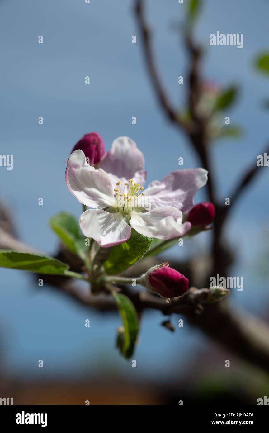 Spring blossom of apple tree, orchards with pink apple fruit flowers ...